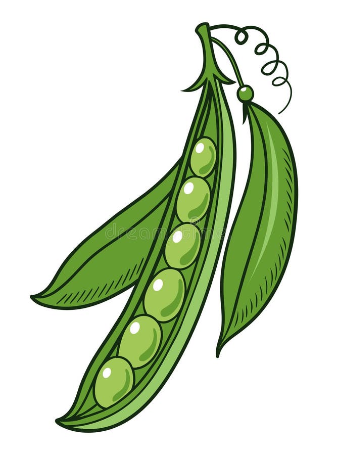 Hand drawn green pea pod. stock illustration. Illustration of leaf ...