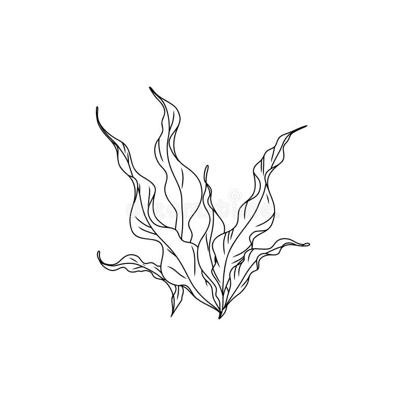 Hand Drawn Green Seaweed Algae Graphic Illustration. Natural Drawing ...