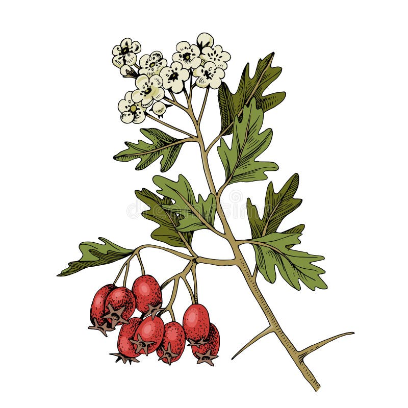 Flower Hawthorn Stock Illustrations – 691 Flower Hawthorn Stock ...