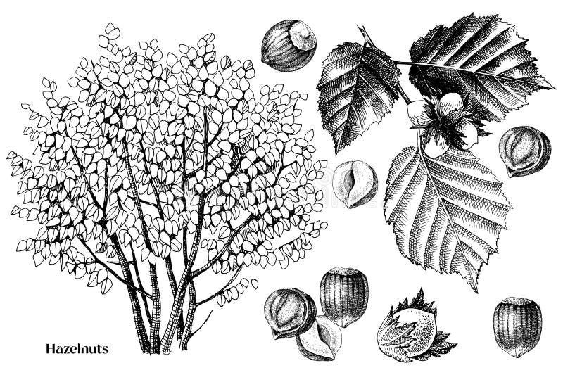 Hand Drawn Hazelnuts Vector Set Stock Vector - Illustration of organic ...