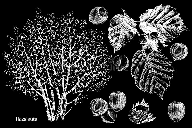 Hand Drawn Hazelnuts Vector Set Stock Vector - Illustration of snack ...