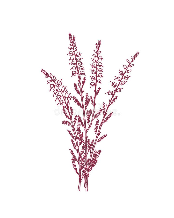 Hand drawn heather stock vector. Illustration of evergreen - 87139212