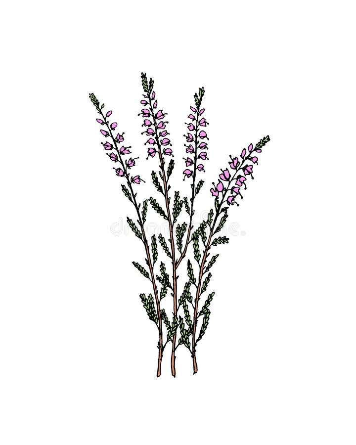 Heather Flower Tattoo Designs