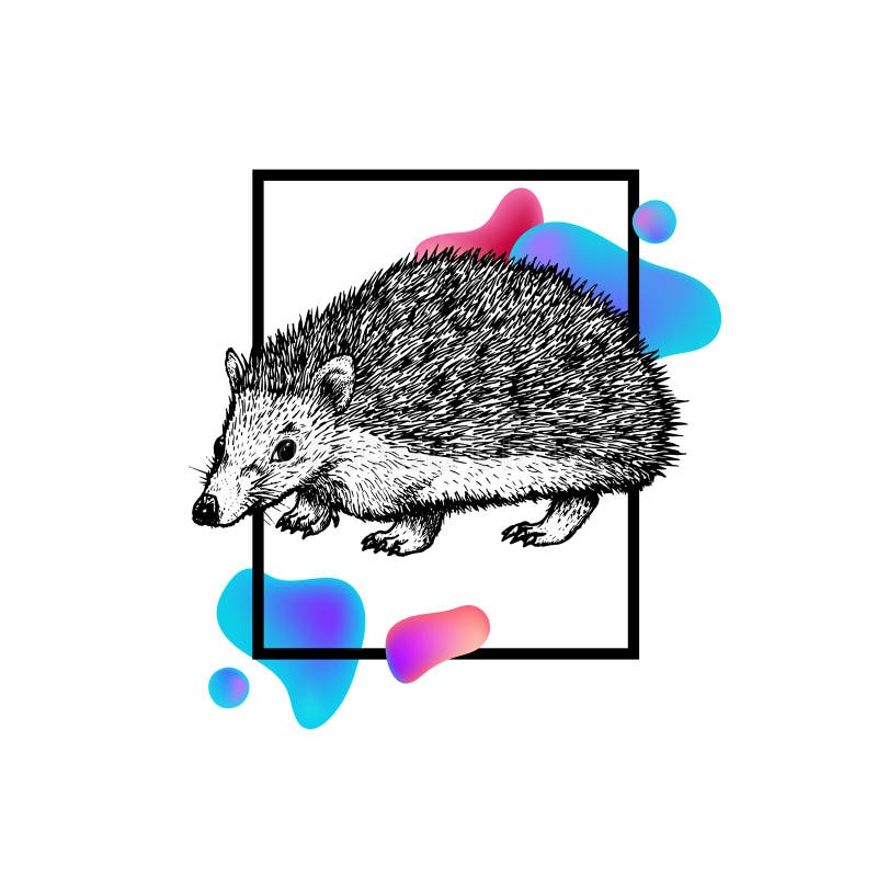 Hedgehog in Frame. Vector Image Stock Vector - Illustration of ...