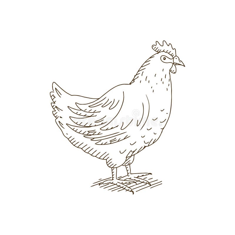 Hand Drawn Hen stock illustration. Illustration of white - 55301683