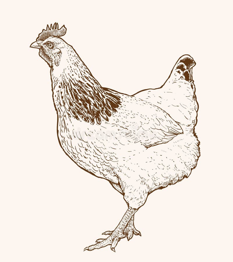 Hand Drawn Hen Illustration. Realistic Monochrome Ink Drawing of ...