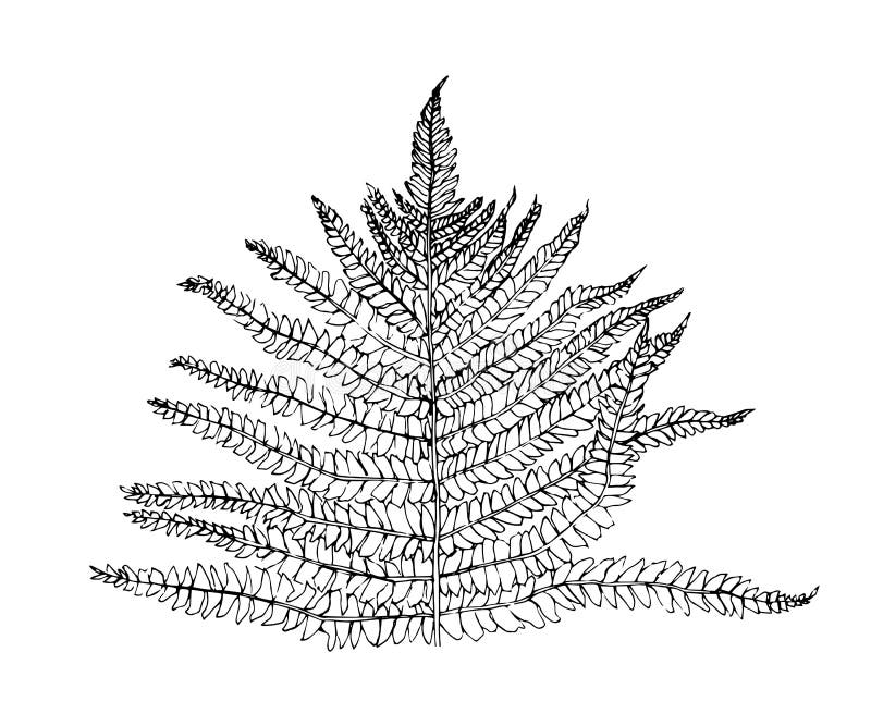 Fern Leaf Drawing