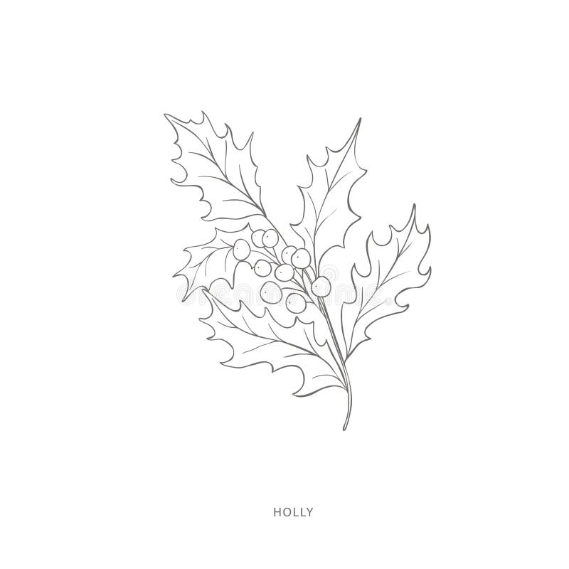 Holly Plant Drawing