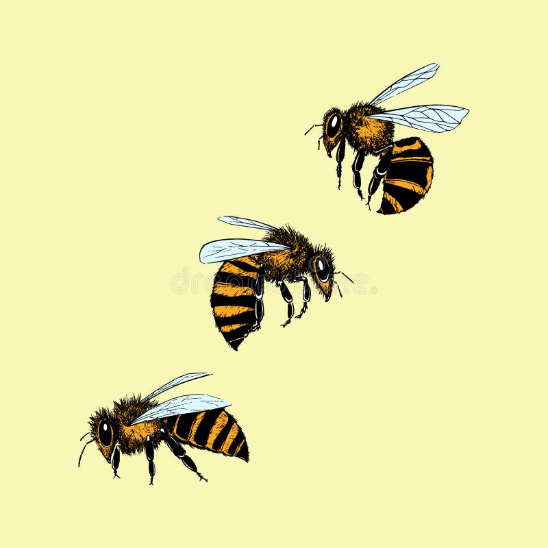 Hand drawn honey bees stock vector. Illustration of drawing - 92703112