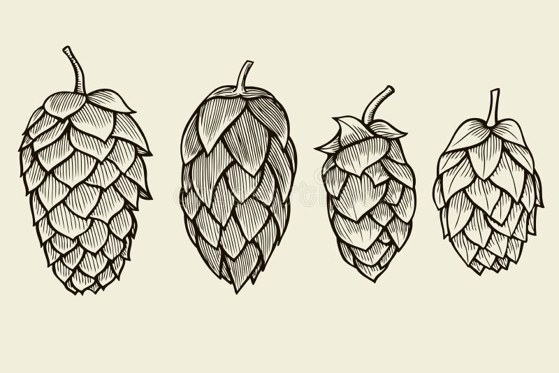 Hops Drawing Stock Illustrations – 1,877 Hops Drawing Stock ...