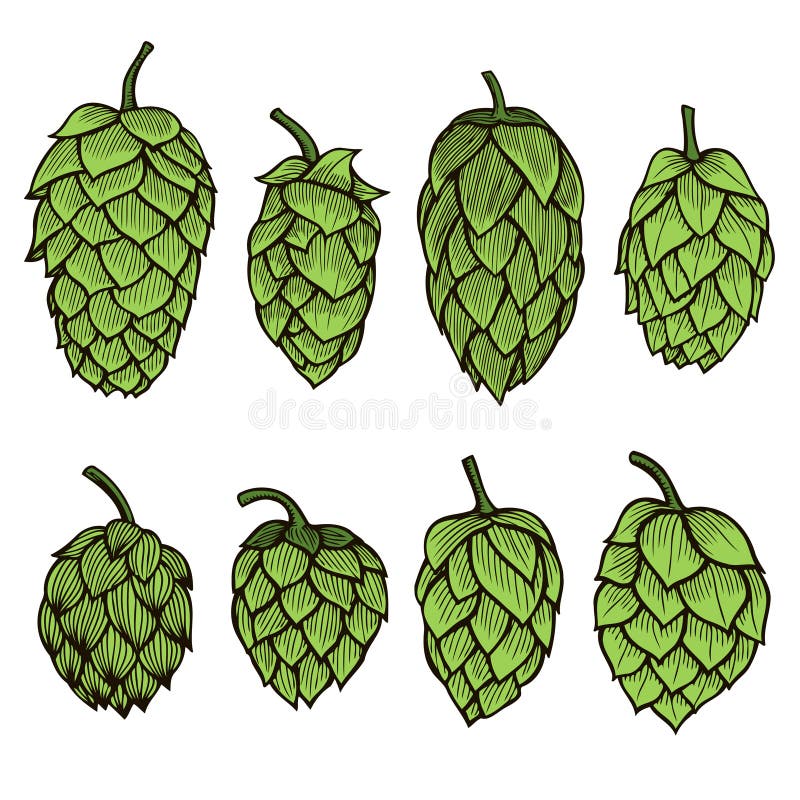 Hops Drawing Stock Illustrations – 1,877 Hops Drawing Stock ...