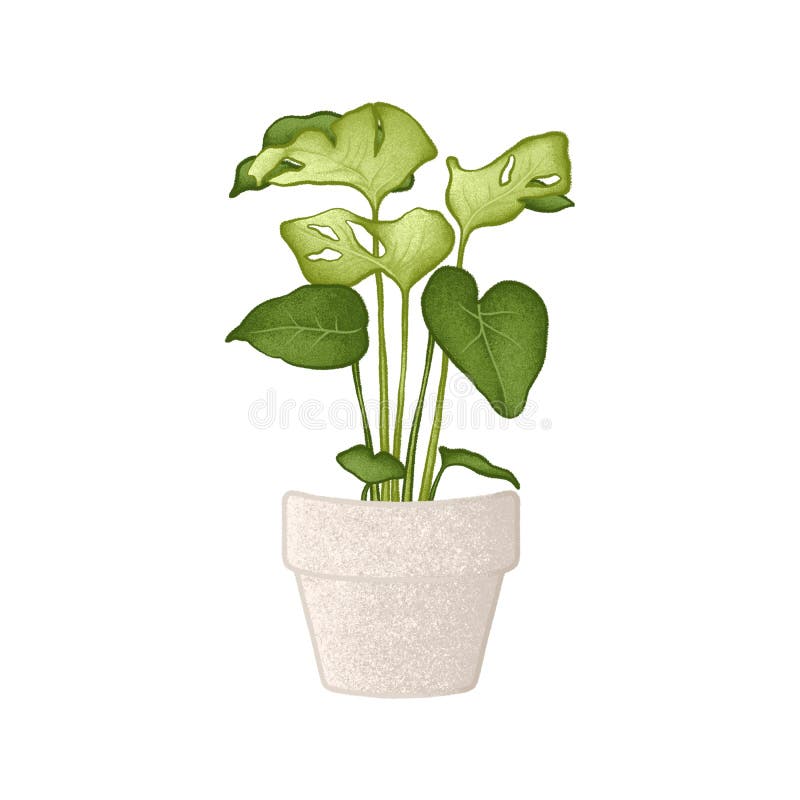 Hand Drawn Houseplant In Pot Isolated On White Background Potted