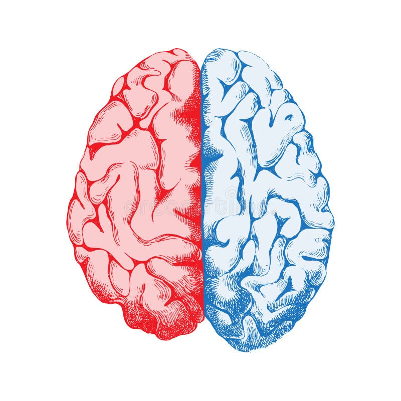 Human Brain Top View Stock Illustrations – 585 Human Brain Top View ...
