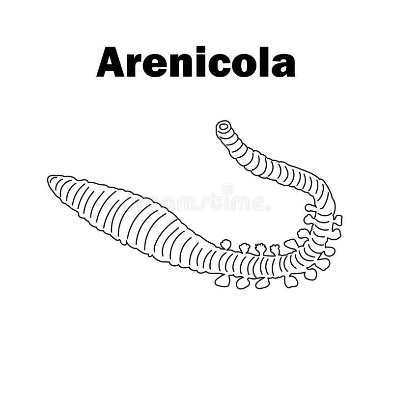 Arenicola Stock Illustrations – 7 Arenicola Stock Illustrations ...
