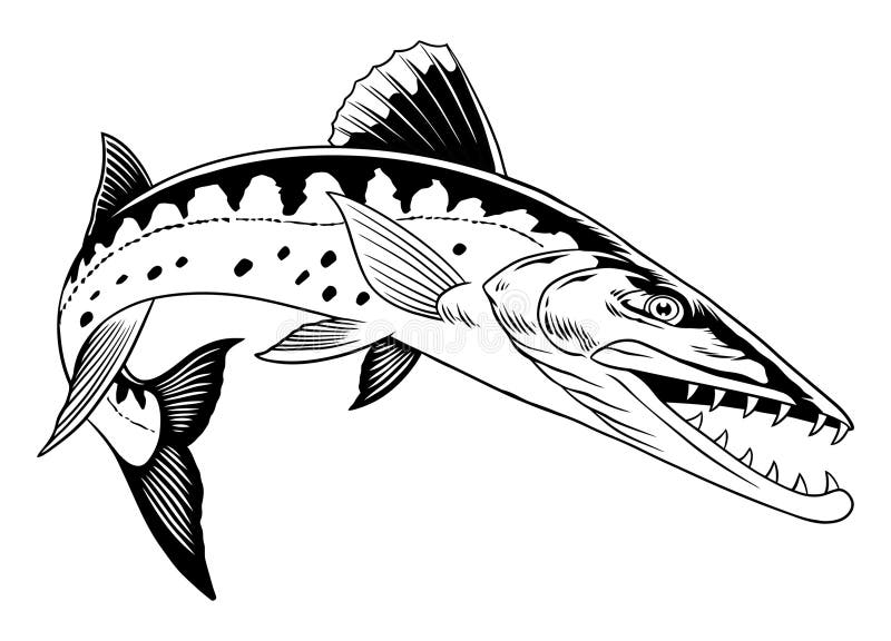 Hand Drawn Illustration of Barracuda Fish Jumping Isolated Stock Vector ...