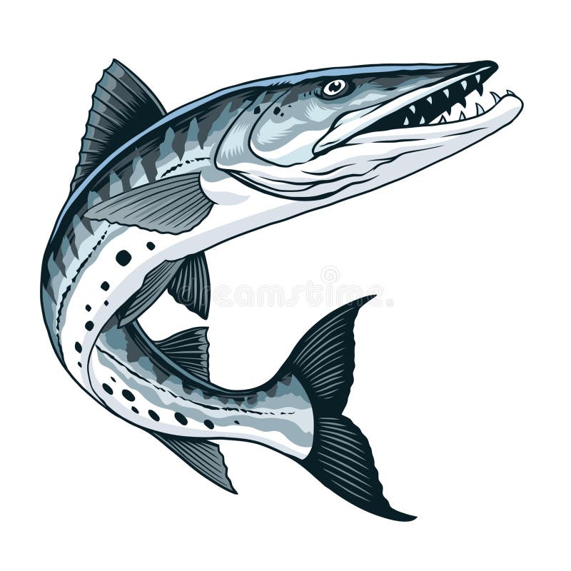 Hand Drawn Illustration of Barracuda Fish Vintage Stock Vector ...