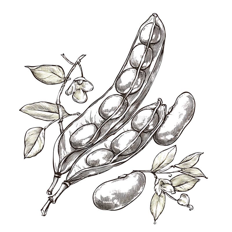 Hand-drawn Illustration of Beans Pods and Leaves Ink Scketch Stock ...