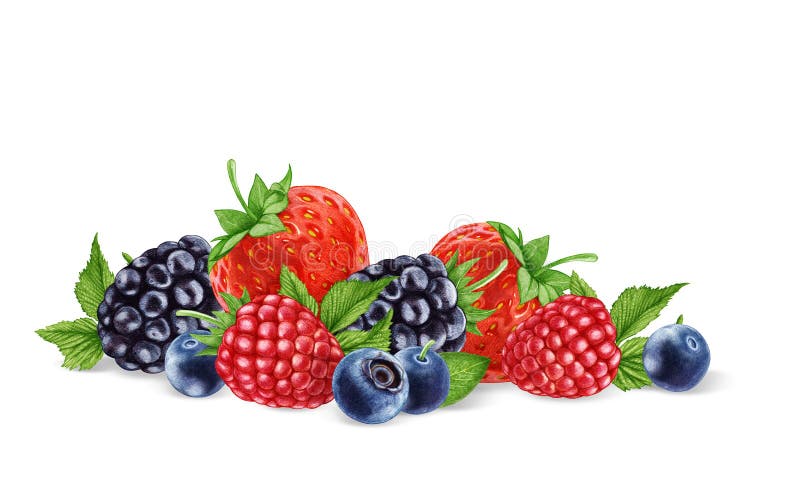 Hand-drawn Illustration of Berries. Stock Illustration - Illustration ...