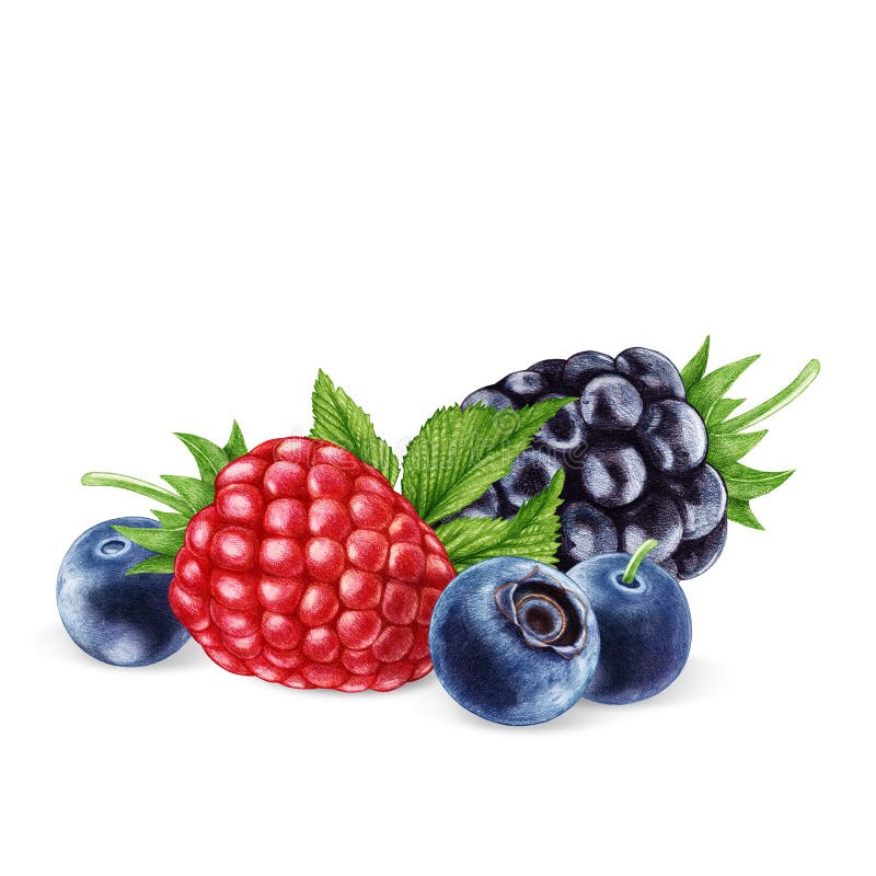 Hand-drawn Illustration of Blackberry, Raspberry and Blueberries. Stock ...