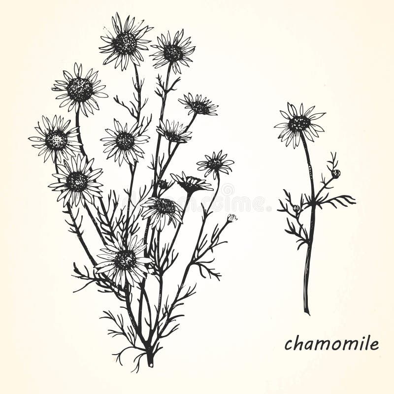 Hand-drawn Illustration of Chamomile. Stock Vector - Illustration of ...
