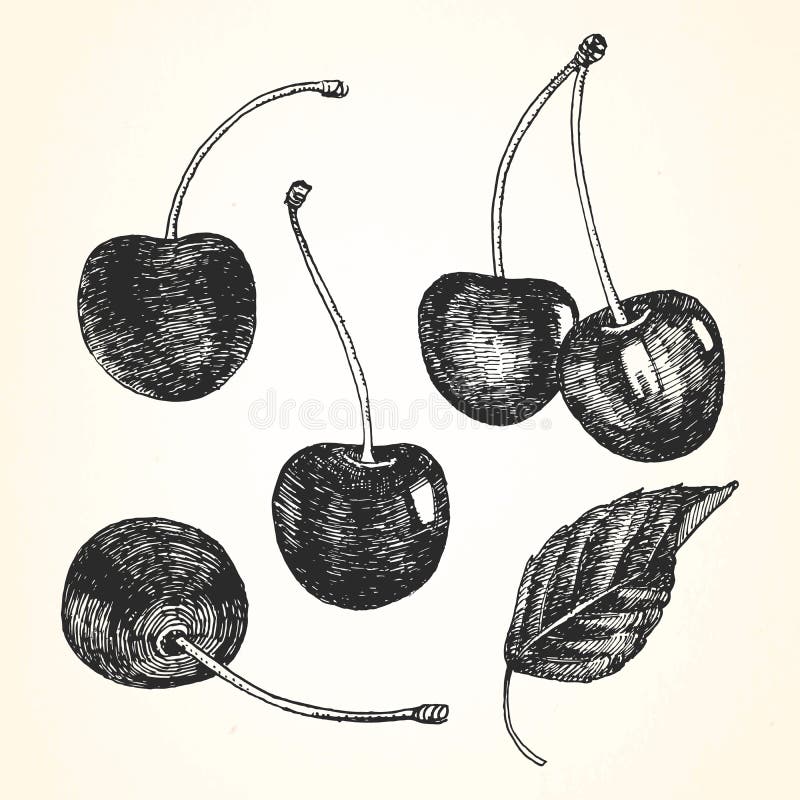 Hand-drawn Illustration of Cherry. Stock Vector - Illustration of ...