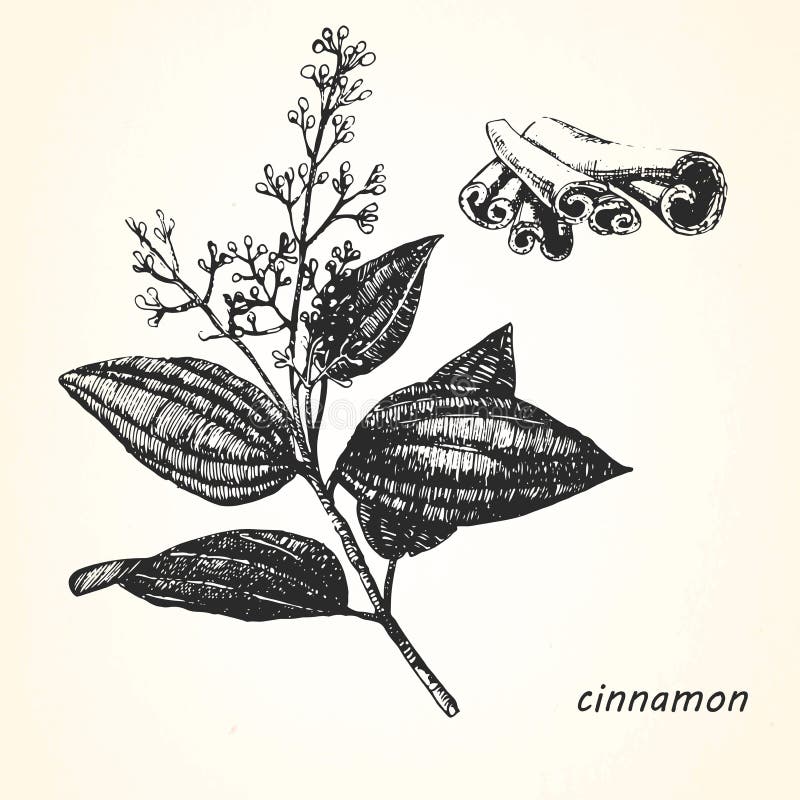 Cinnamon Plant Drawing
