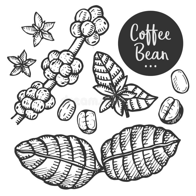 Hand Drawn Illustration of Coffee. Stock Vector - Illustration of ...