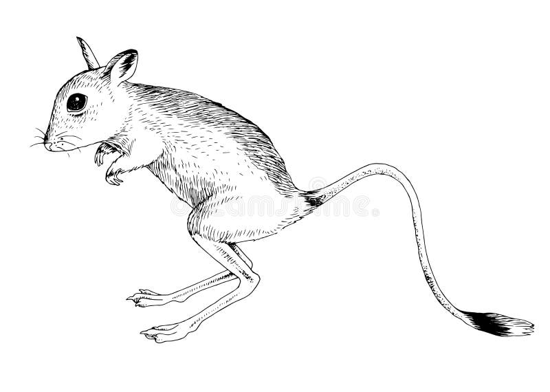 Jerboa Jumping Stock Illustrations – 16 Jerboa Jumping Stock ...