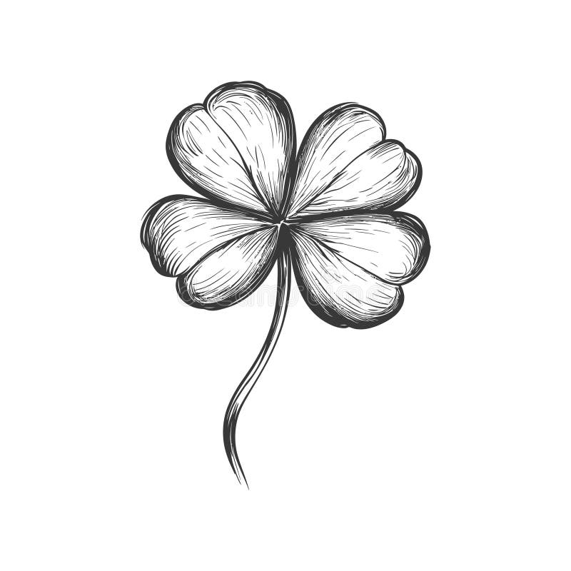 Hand-Drawn Clover Leaf Illustration, Simple Botanical Sketch Stock ...