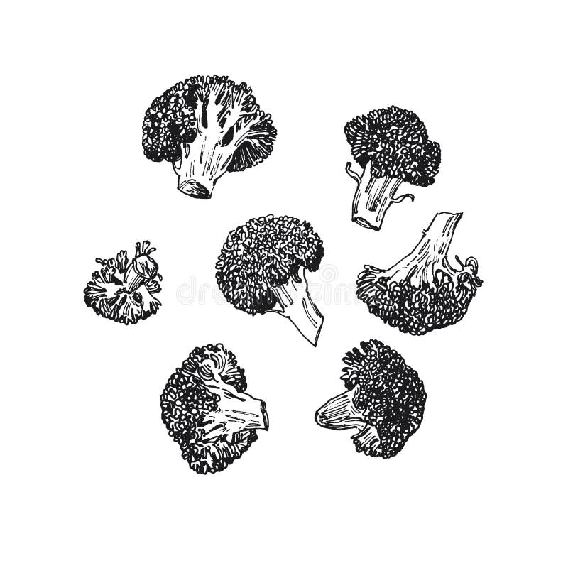 Hand Drawn Illustration of Fresh Broccoli Cabbage Stock Vector ...
