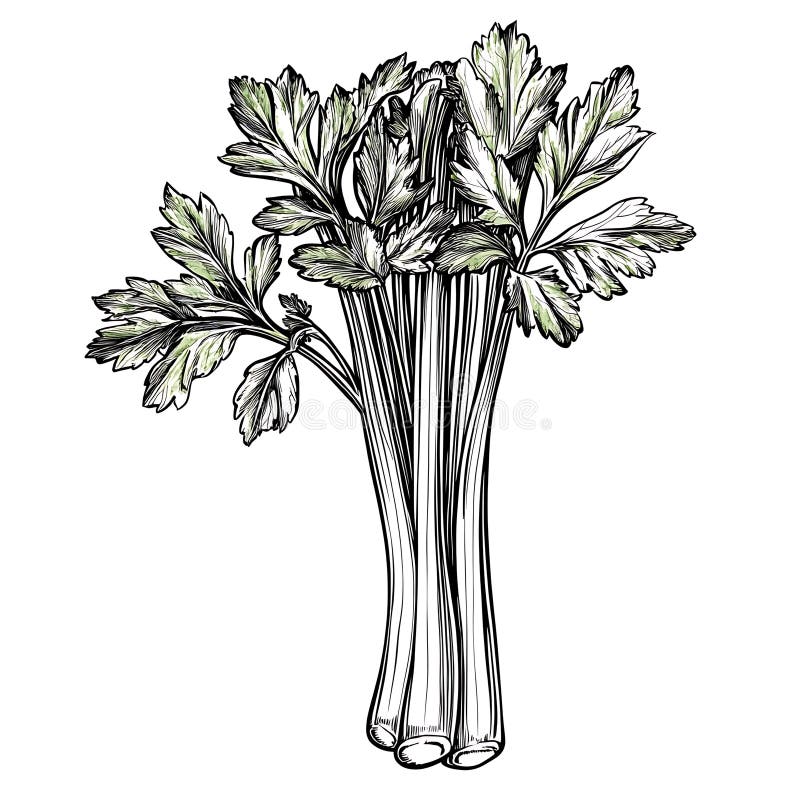 Hand-drawn Illustration of Fresh Celery Stalks with Leaves Ink Sketch ...