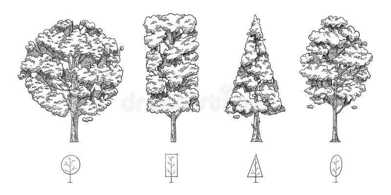 Shape of Trees, Roots and Leafs. Vector Illustration. Stock ...