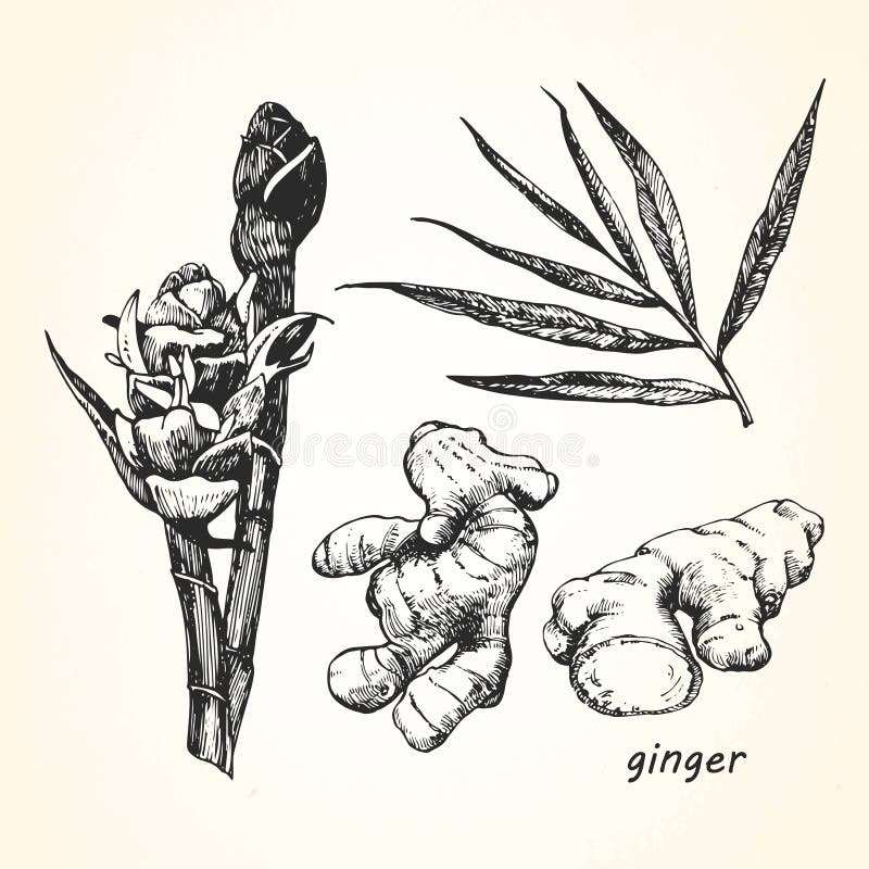 Hand-drawn Illustration of Ginger. Stock Vector - Illustration of ...