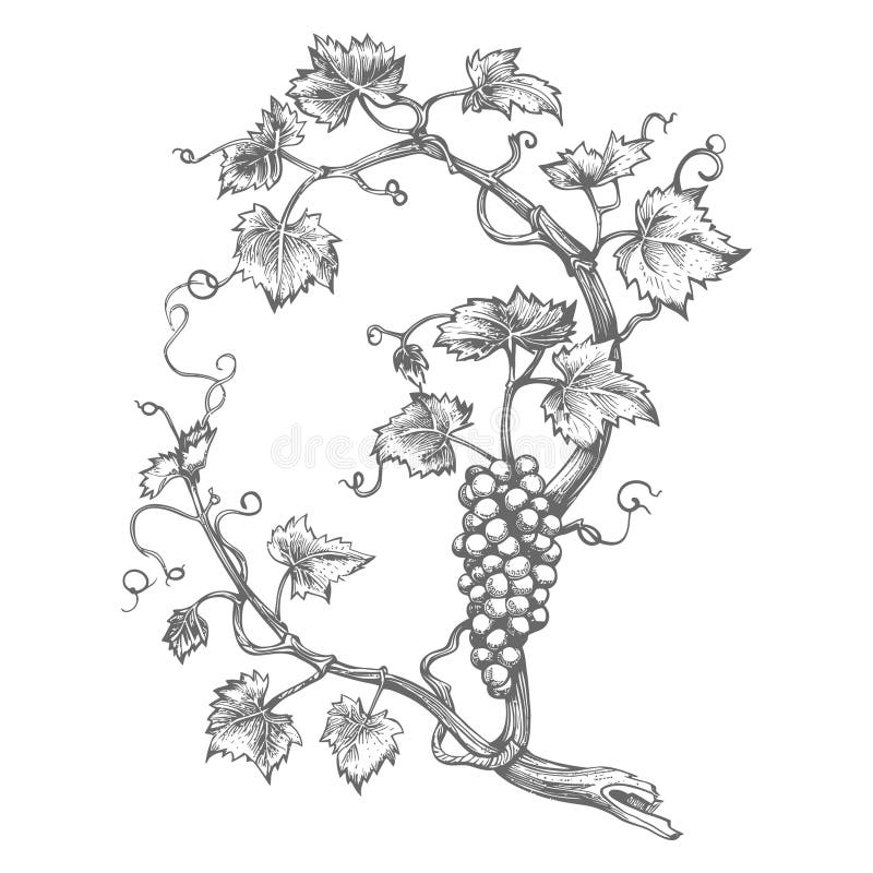 Elegant Grapevine Branch with Ripe Grapes, Hand-Drawn Illustration ...