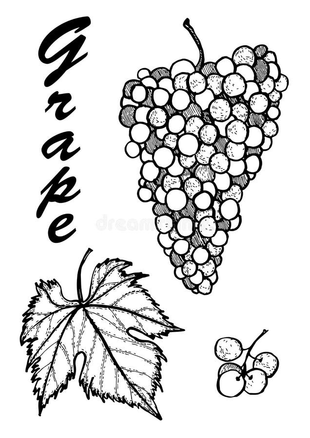 Hand Drawn Illustration of Grapes. Botanical Illustration of Fruits ...