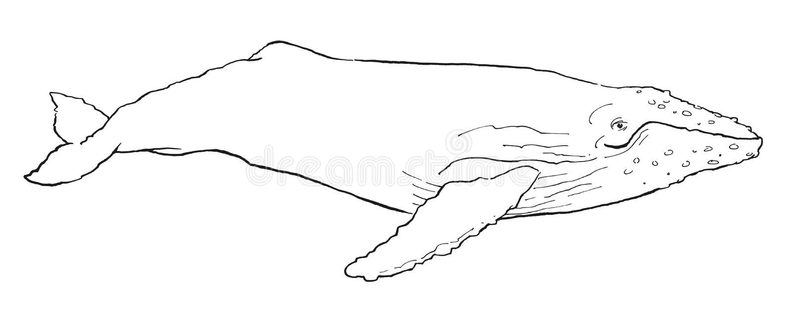 Illustration Humpback Whale Stock Illustrations – 5,713 Illustration ... Illustration Humpback Whale Stock Illustrations – 5,713 Illustration ...