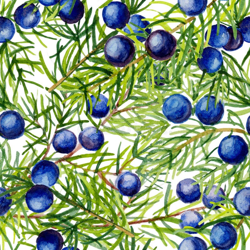 Juniper Tree Pattern Stock Illustrations – 628 Juniper Tree Pattern ...