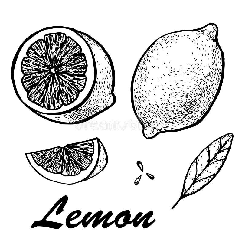 Hand Drawn Illustration of Lemon. Detailed Citrus Drawing. Illustration ...