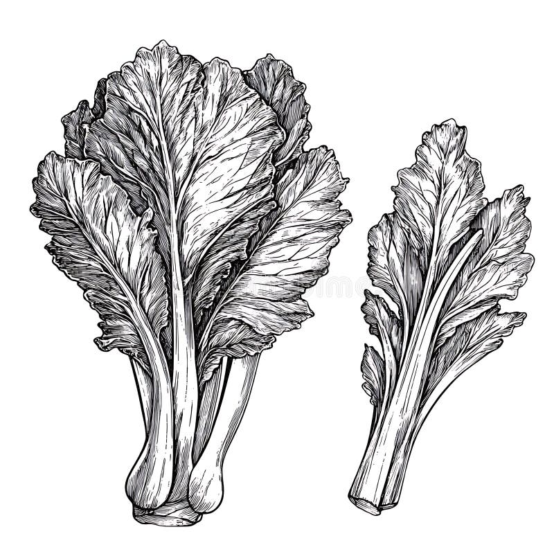 Hand-drawn Illustration of Mustard Greens Ink Scketch Stock ...