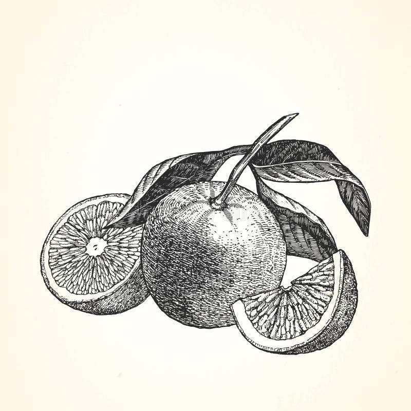 Hand-drawn Illustration of Orange. Stock Vector - Illustration of ...