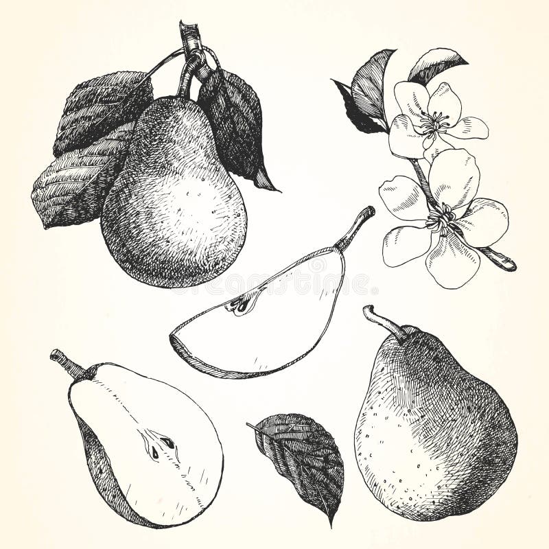 Hand-drawn Illustration of Pear. Stock Vector - Illustration of ...