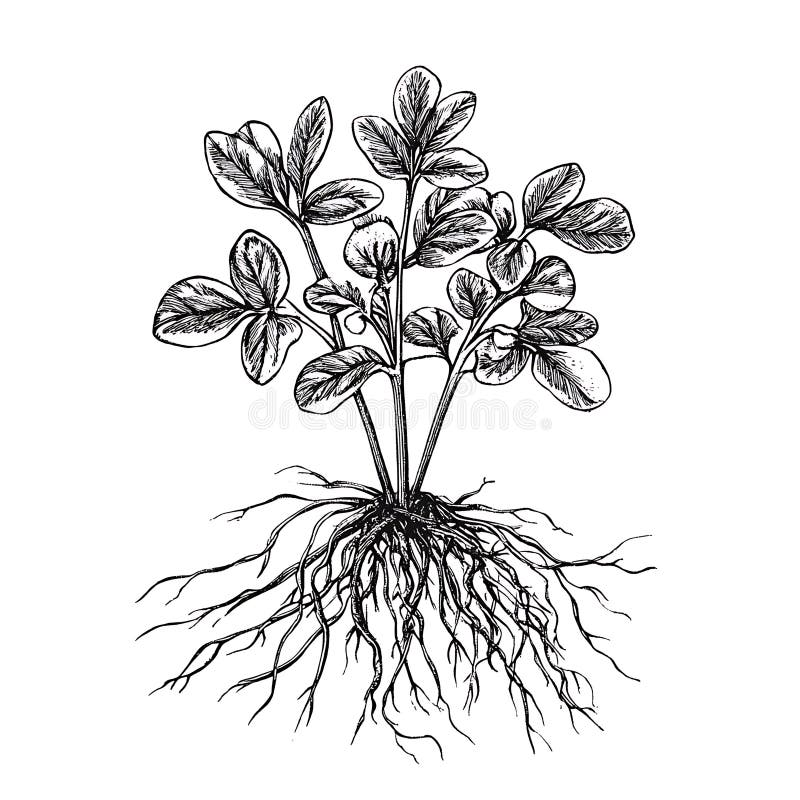 Hand-drawn Illustration of a Plant with Roots and Leaves Ink Sketch ...