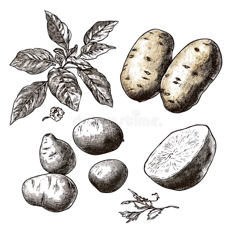 Hand-drawn Illustration of Potatoes, Plant, and Leaves Ink Scketch ...