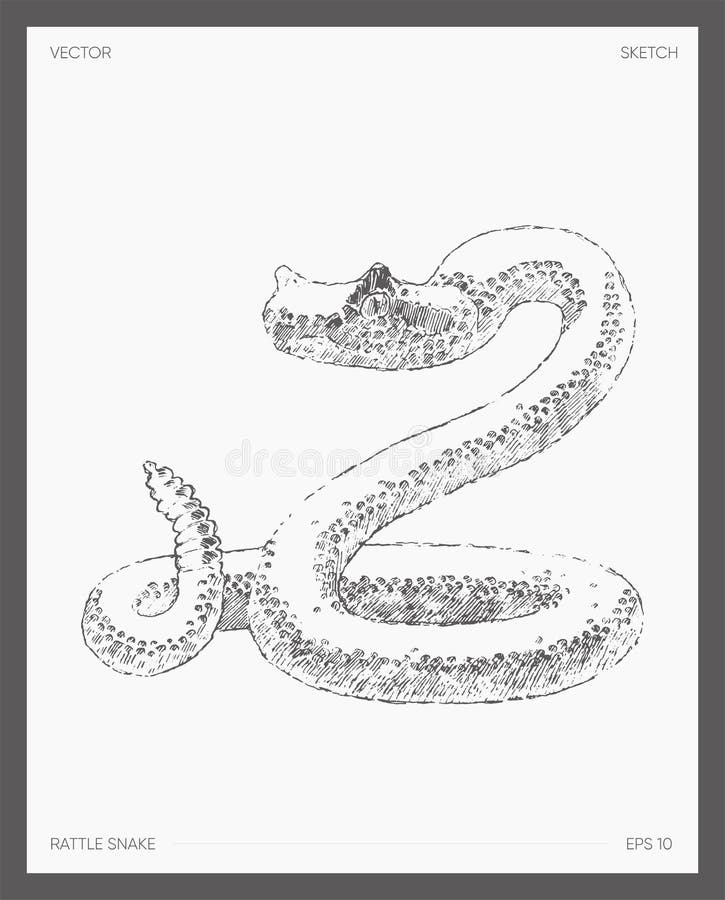 Hand Drawn Illustration of Rattle Snake, Sketch Stock Vector ...