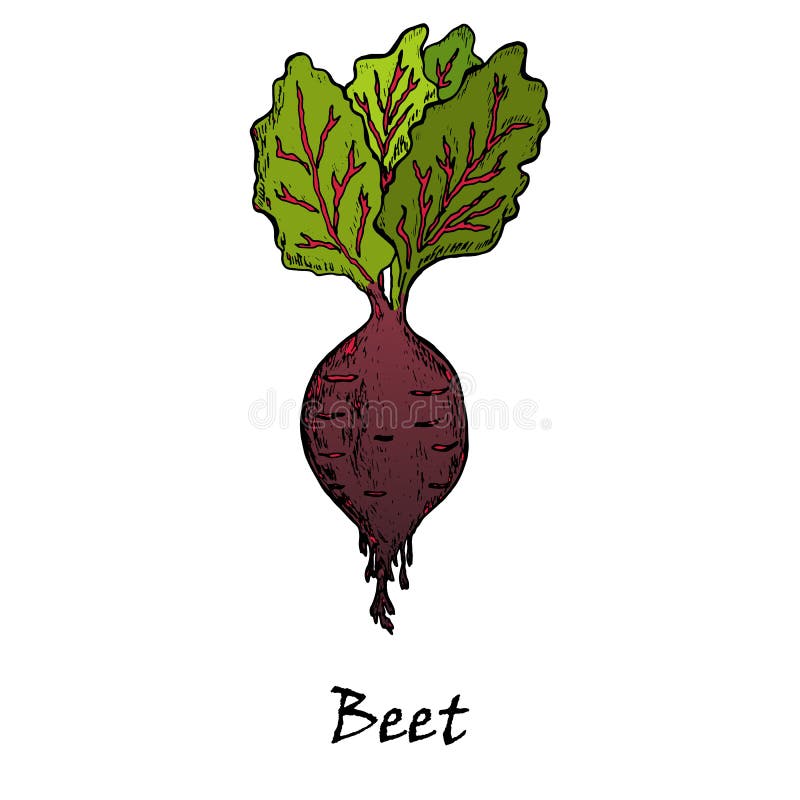Beet With Green Leaves On Top In Soil, Fresh Organic Vegetable Garden ...