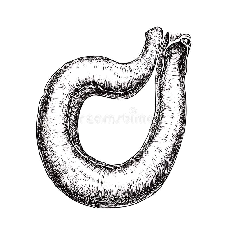 Hand-drawn Illustration of a Ring-shaped Sausage Stock Illustration ...