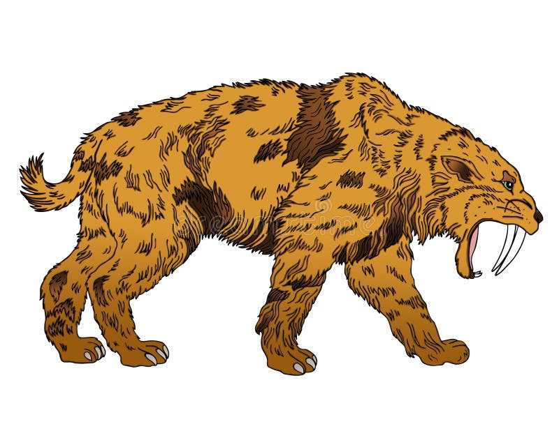 A Hand Drawn Illustration of a Sabertooth Tiger Stock Illustration ...