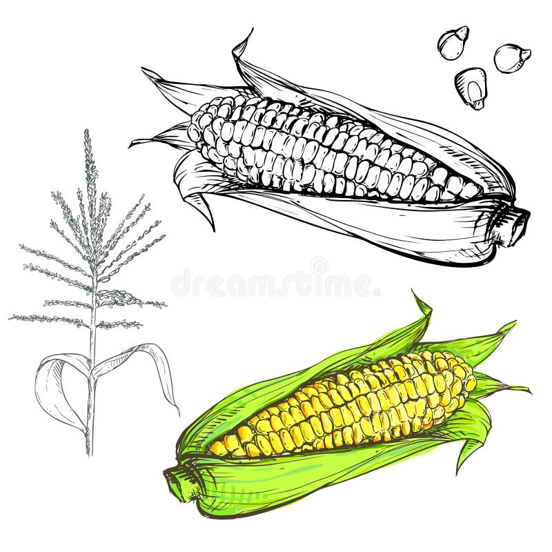 Corn Stalk Stock Illustrations – 2,625 Corn Stalk Stock Illustrations ...