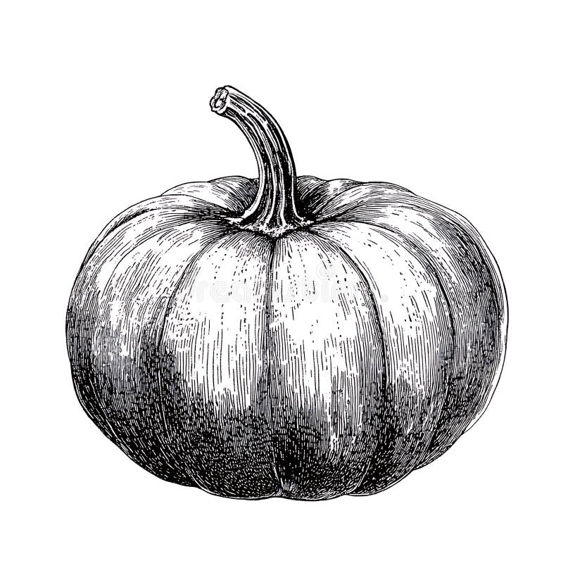 Hand-drawn Illustration of a Single Pumpkin Ink Scketch Stock ...