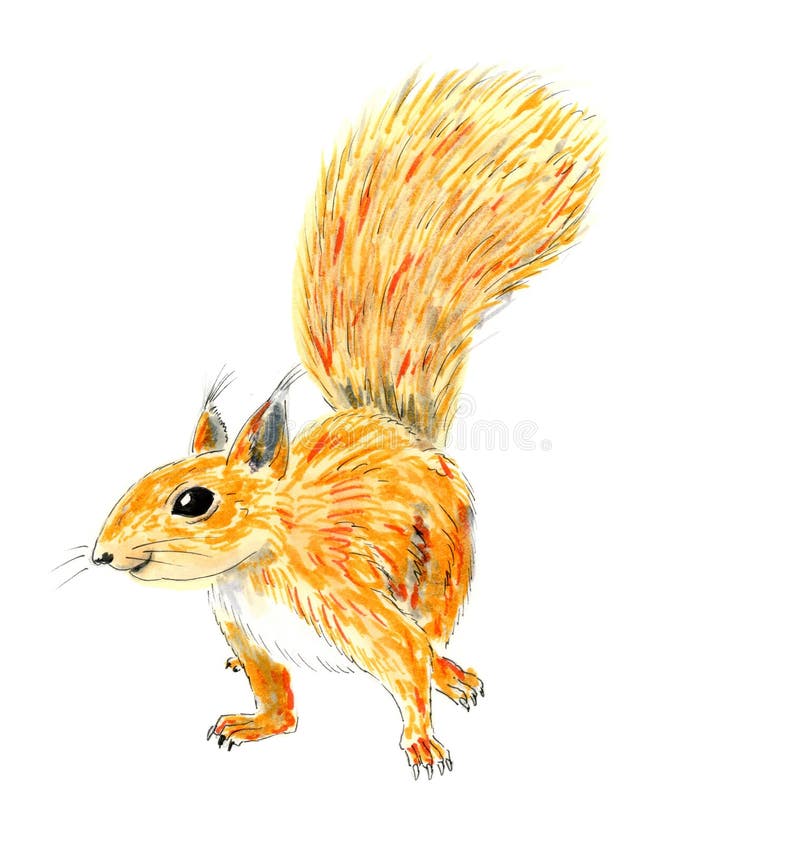 Hand Drawn Illustration of Squirrel on White Background Stock Photo ...